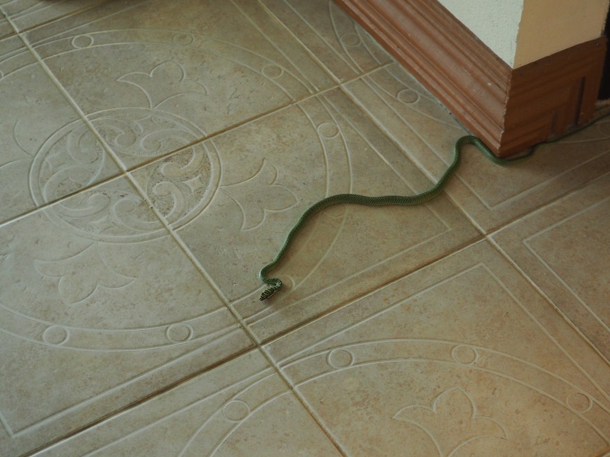 Snake Wrangling – Nick's Wild Life