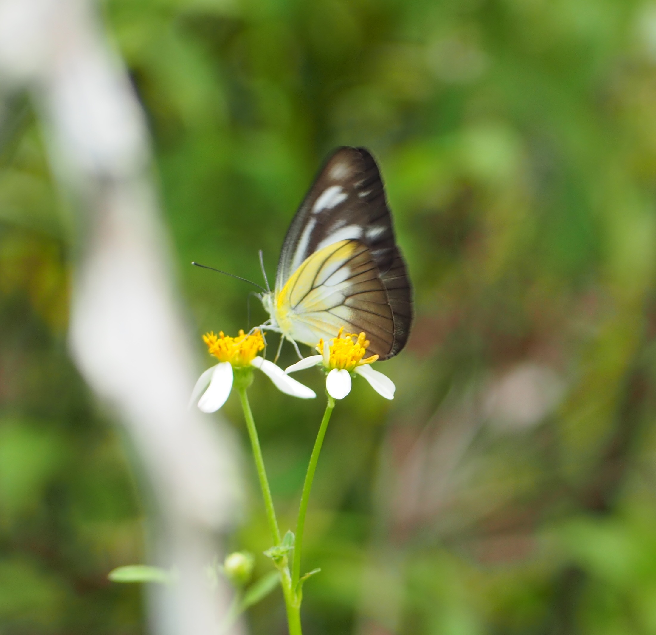 Whites and Sulphurs (Pieridae) – Nick's Wild Life