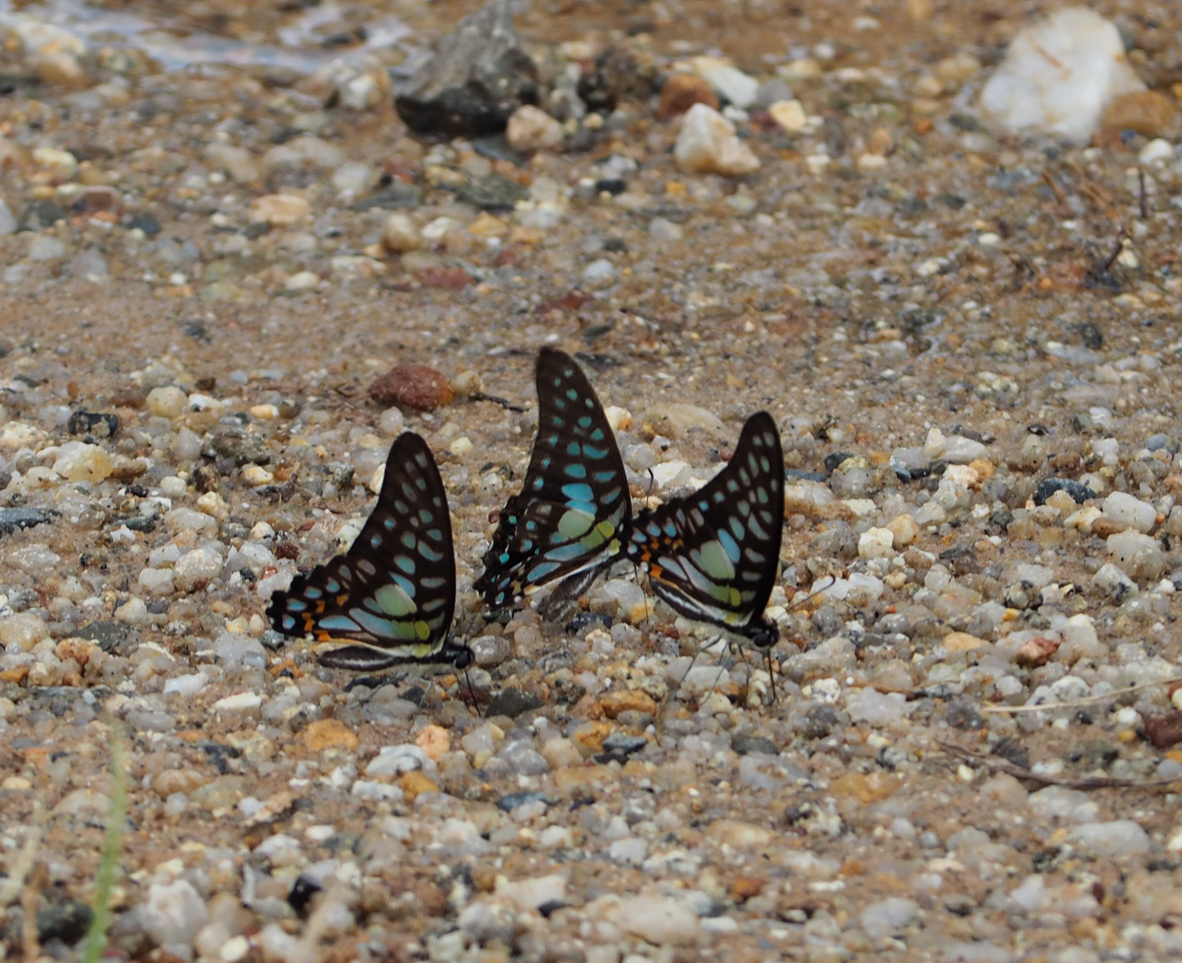 jay1 (Graphium bathycles) – Nick's Wild Life