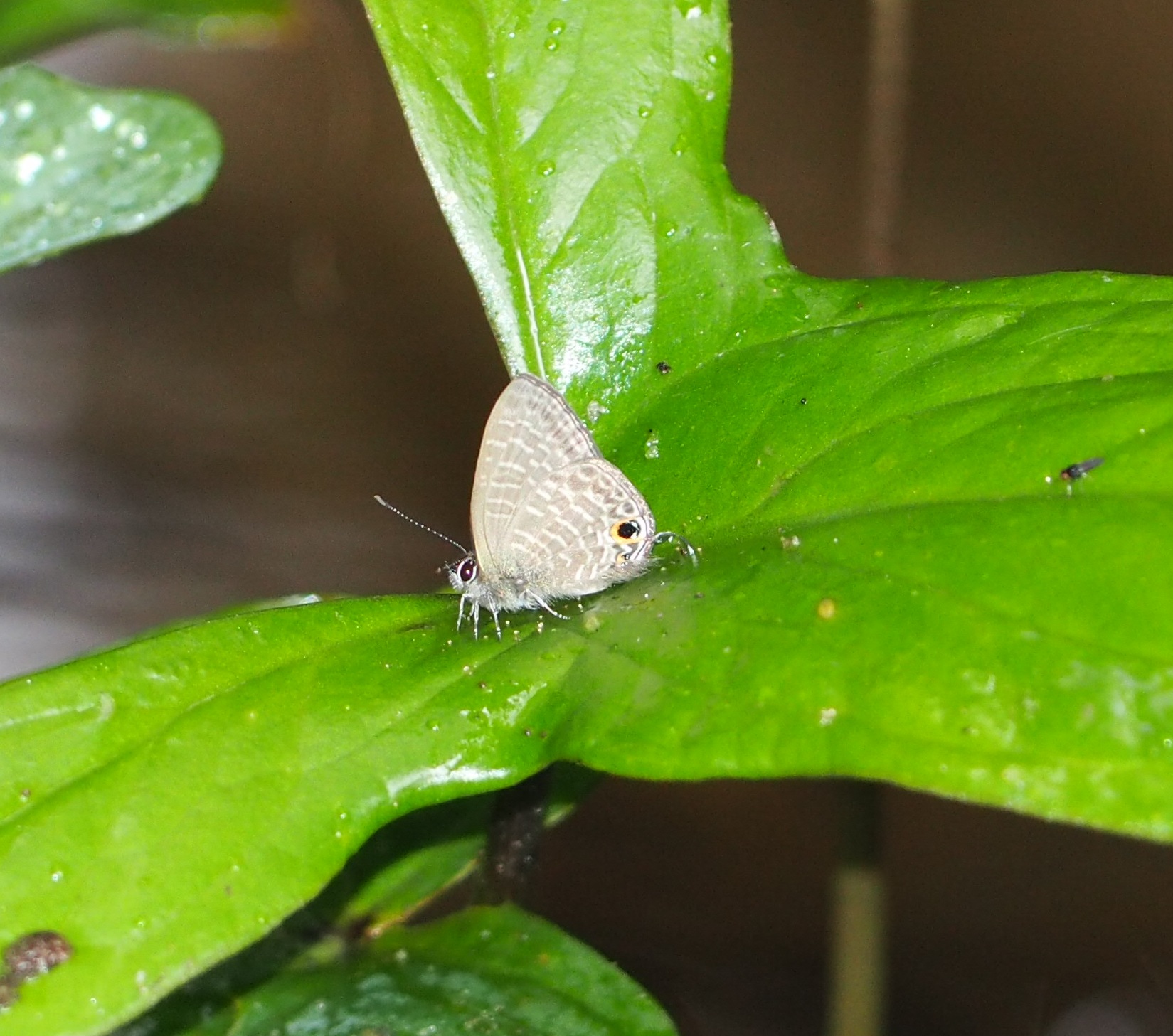 Transparent six line blue – Nick's Wild Life