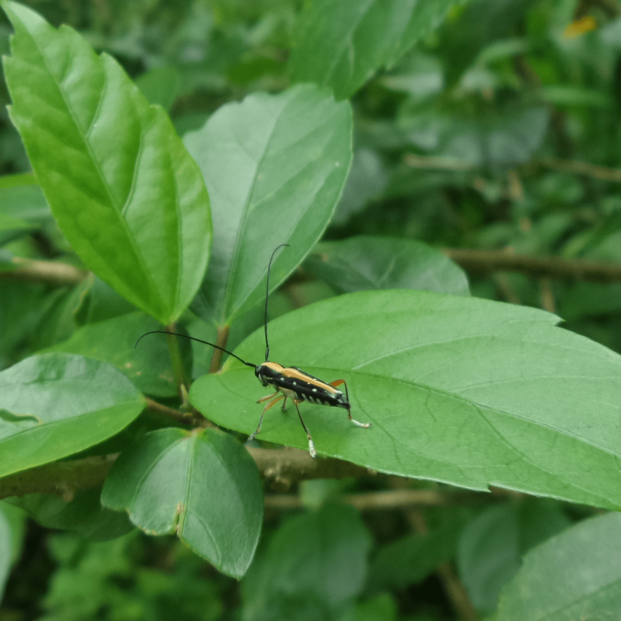 Beetles – Nick's Wild Life