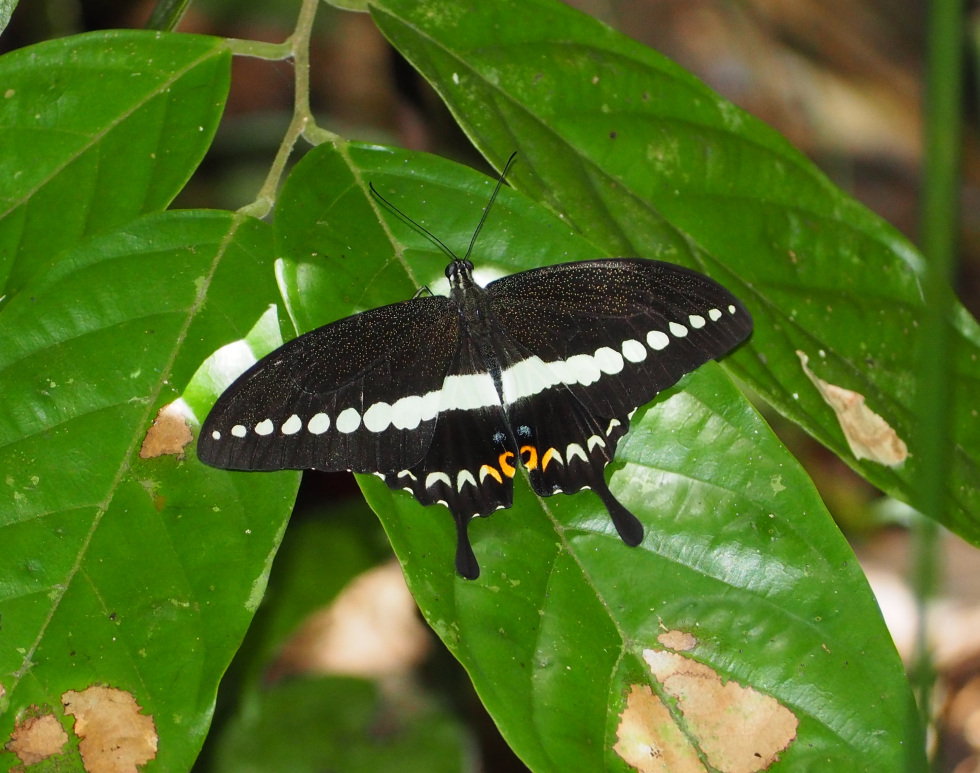 Butterflies – Nick's Wild Life