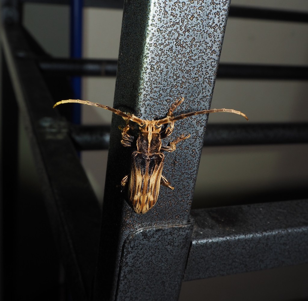 Beetles – Nick's Wild Life