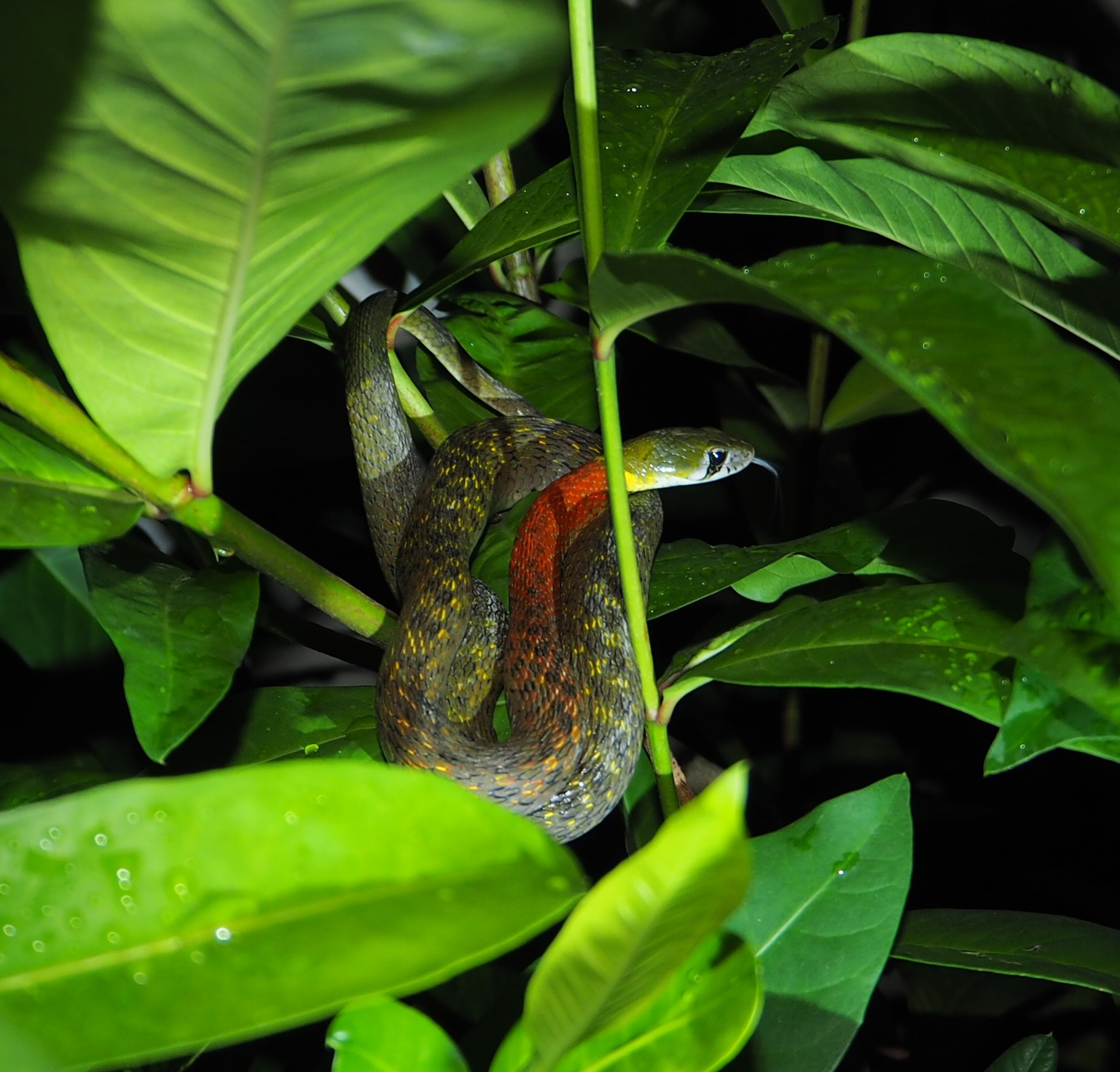 Slithering Surprise – Nick's Wild Life