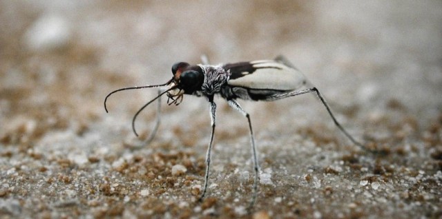 The Fastest Insects in the World – Nick's Wild Life