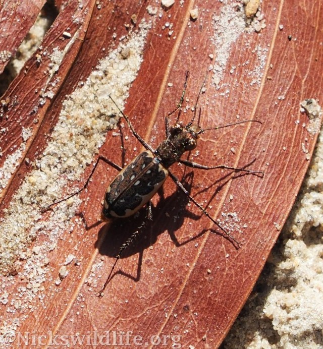 The Fastest Insects in the World – Nick's Wild Life