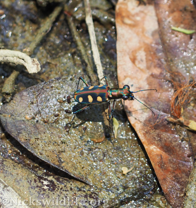 The Fastest Insects in the World – Nick's Wild Life