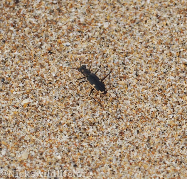 The Fastest Insects in the World – Nick's Wild Life