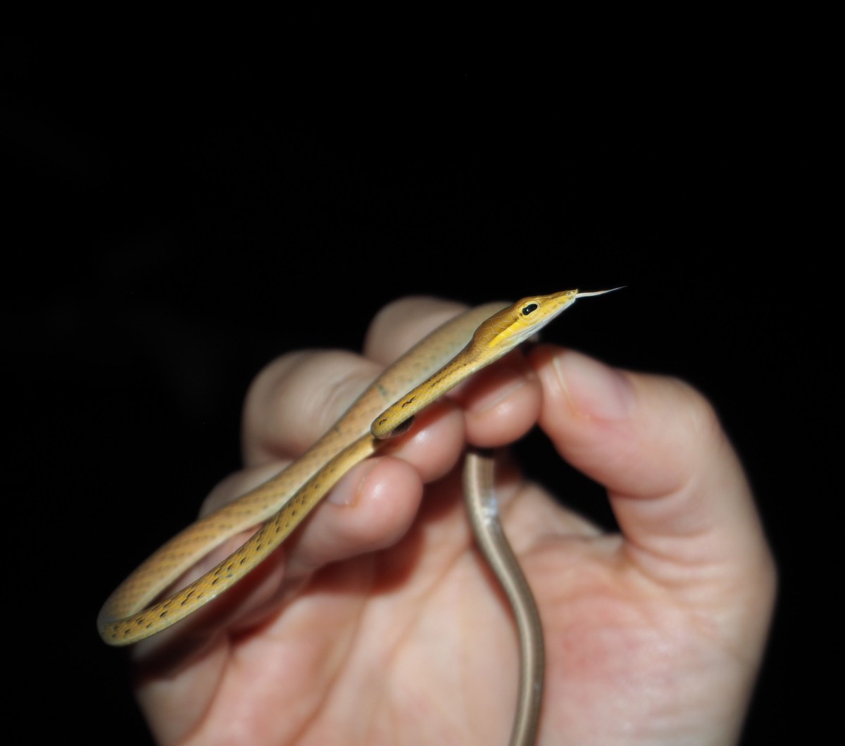 Snake Shopping – Nick's Wild Life