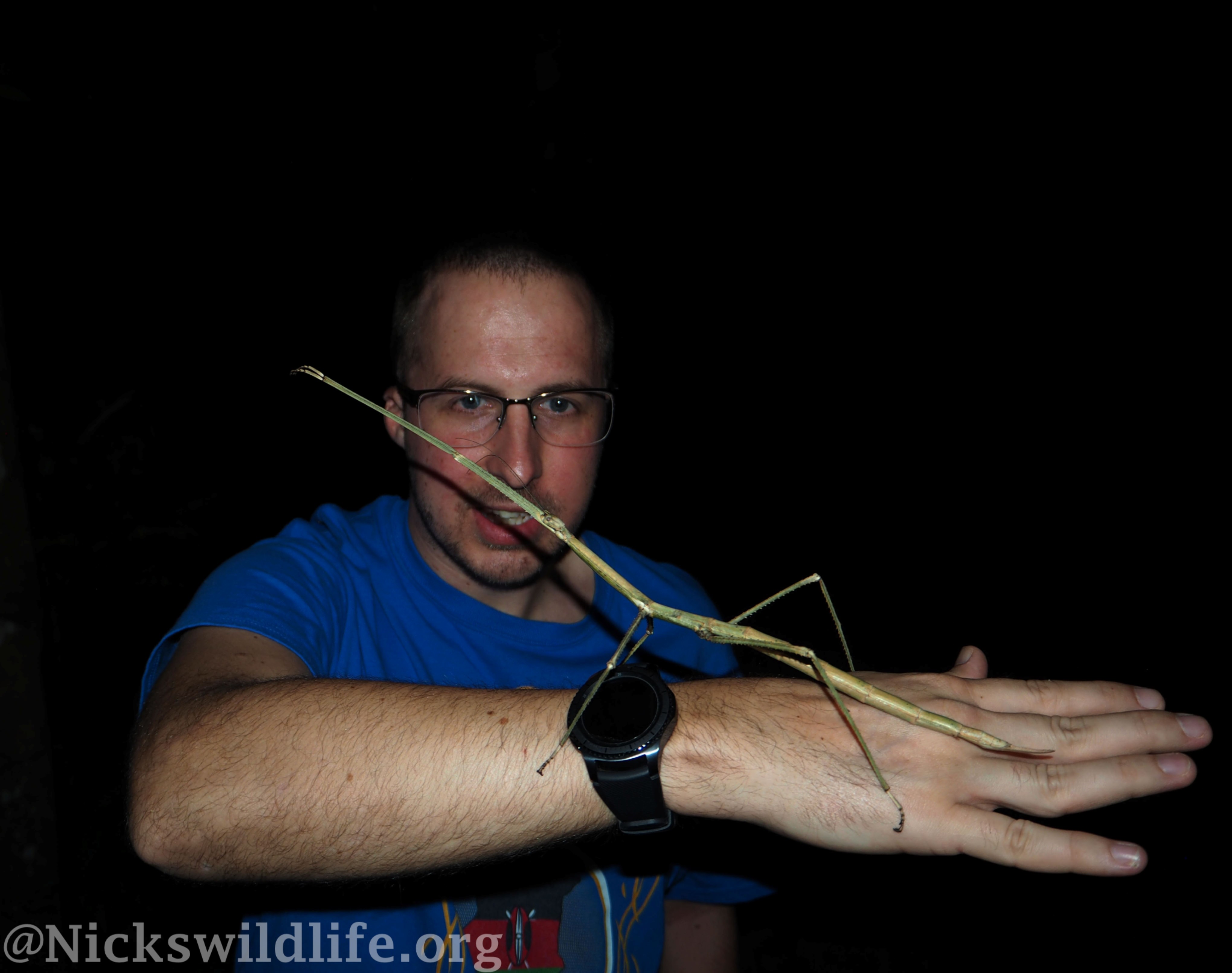 Sleeping Lizards and Giant Stick Insects – Nick's Wild Life