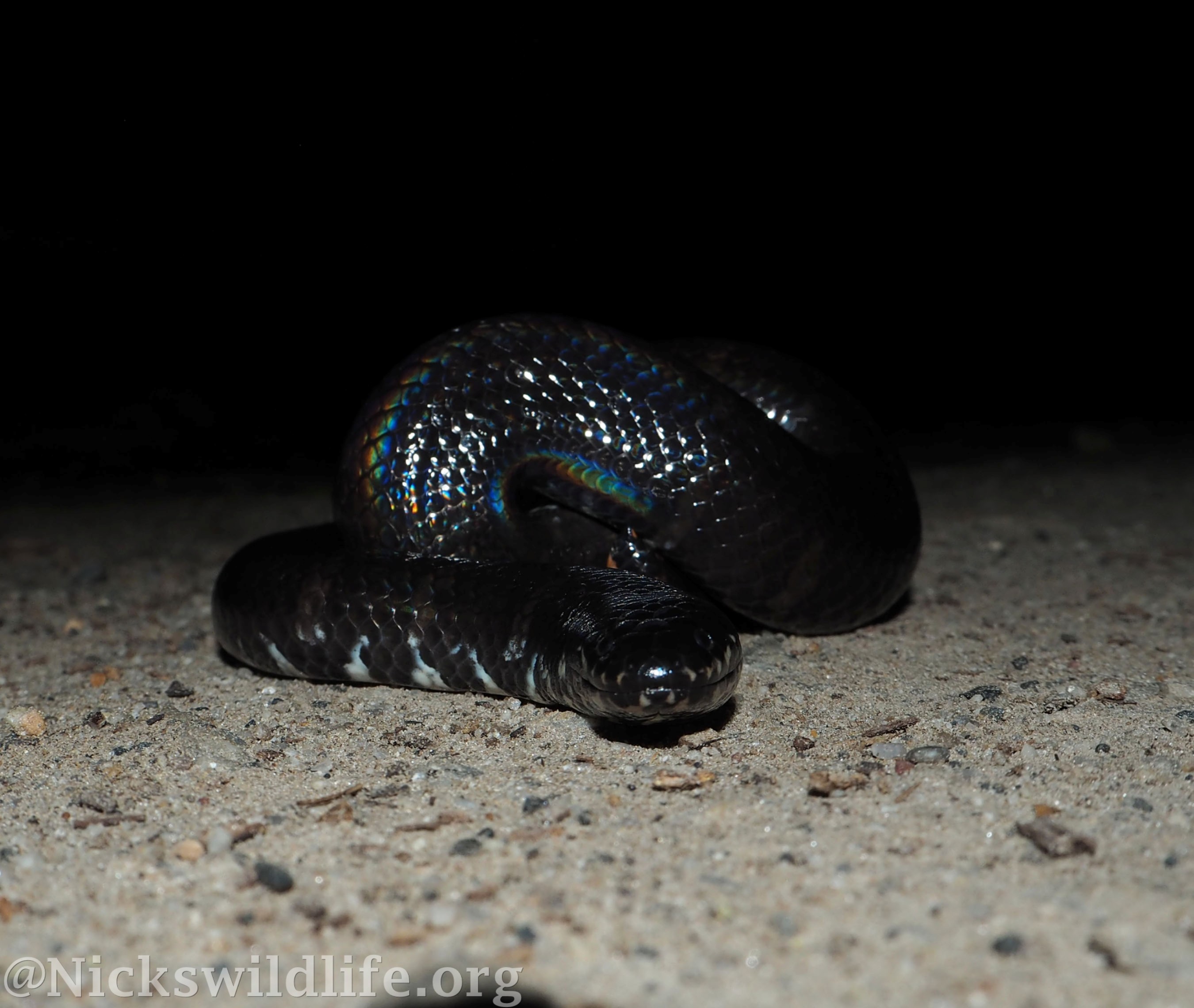 Nick's Wild Life – Where The Wild Things Are.