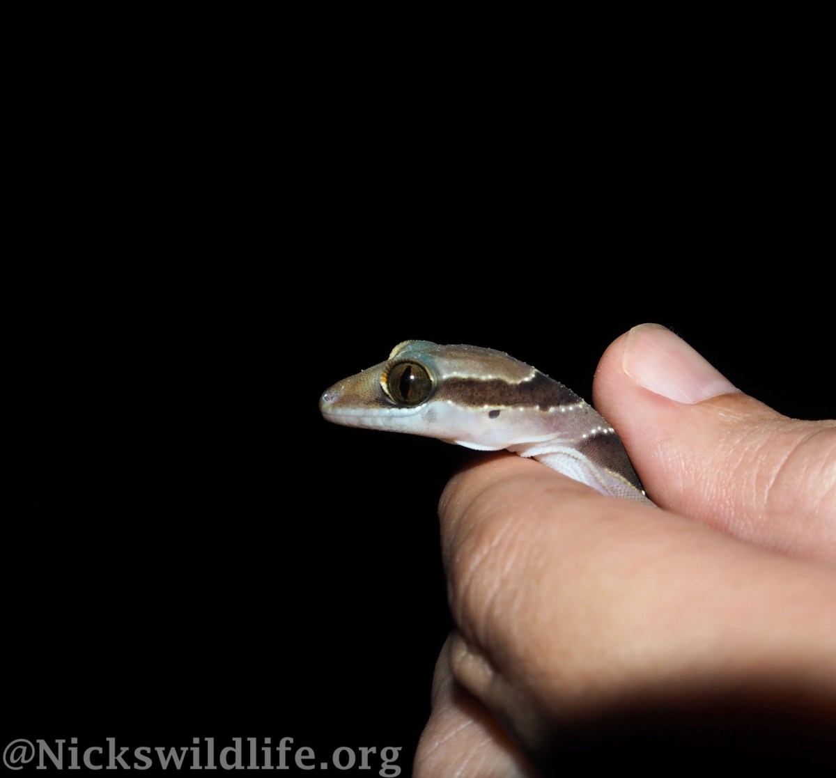 Lizards at your fingertips. – Nick's Wild Life